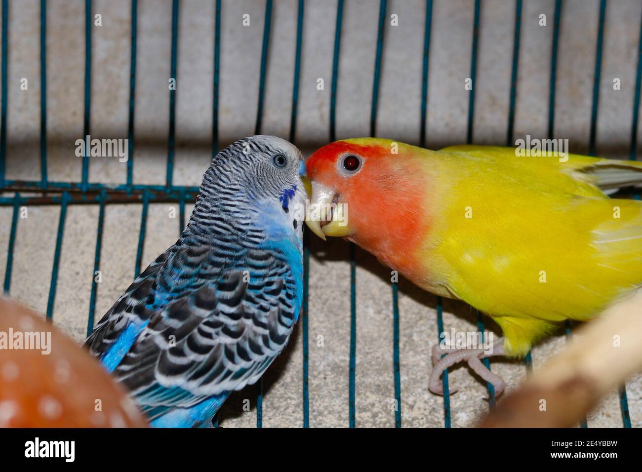 Colorful cage birds playing with each other Stock Photo - Alamy