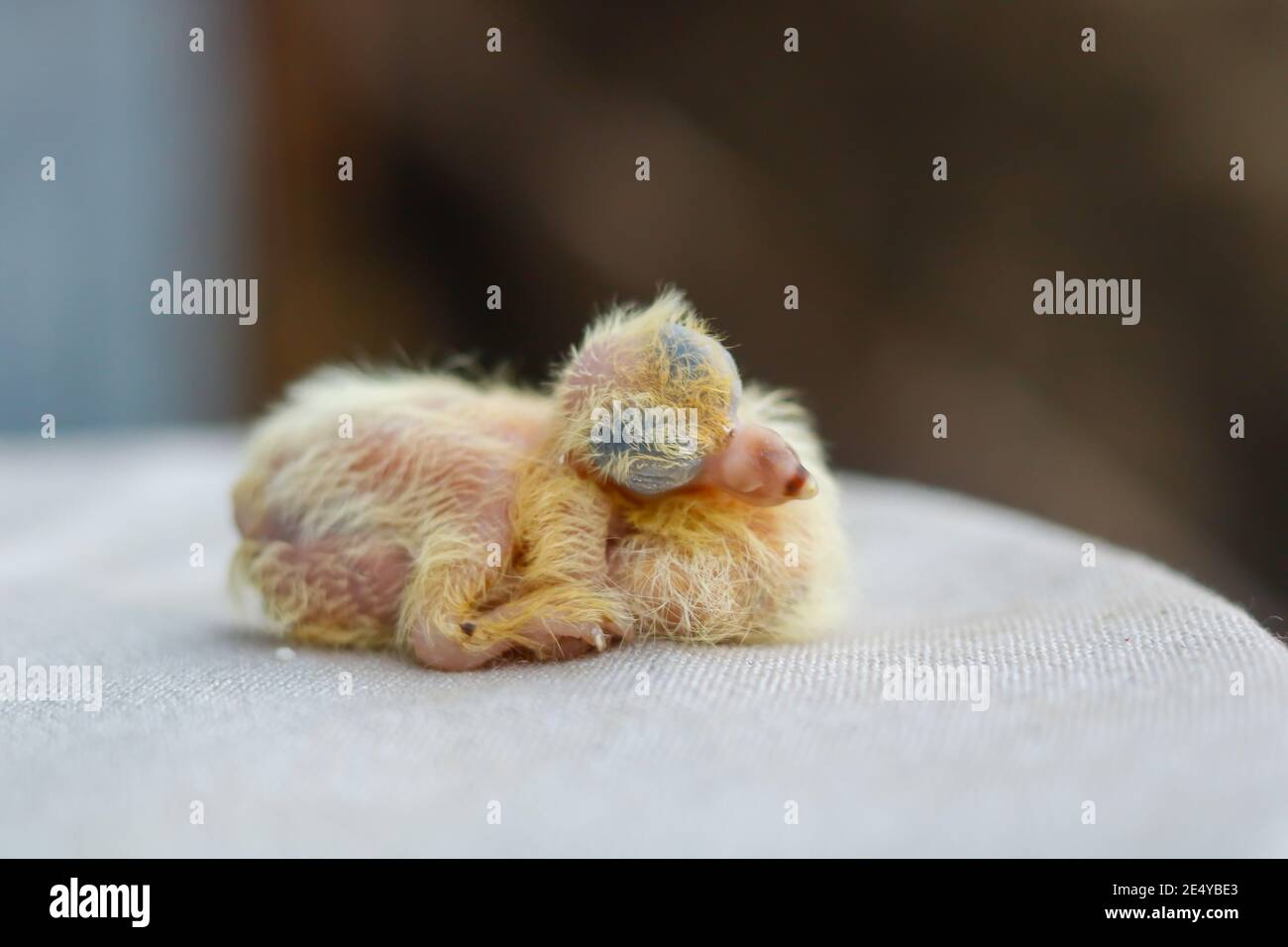 Baby dove in an outdoor daylight Stock Photo - Alamy