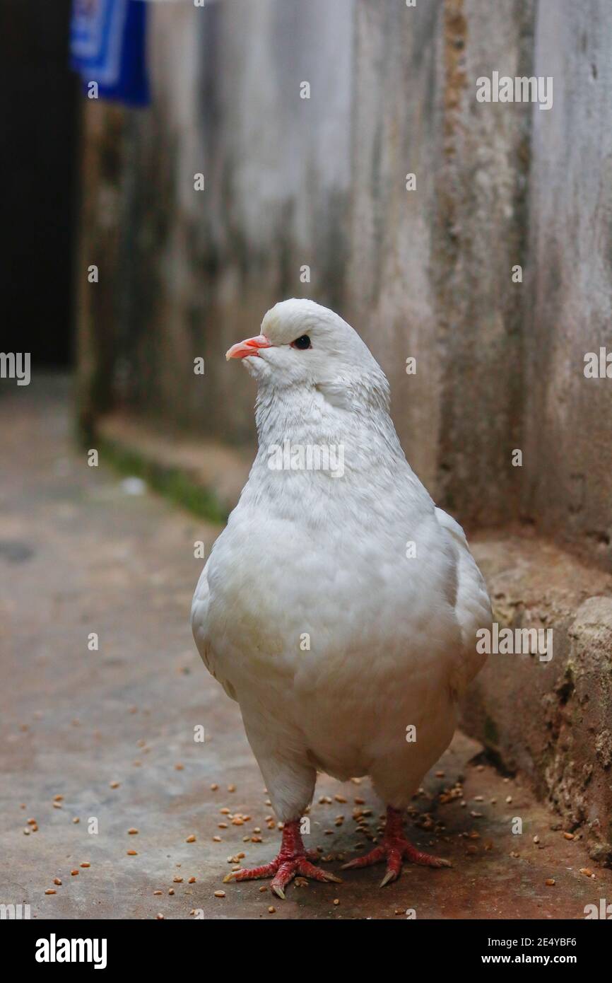 Vertical closeup shot of a cute white dove Stock Photo - Alamy