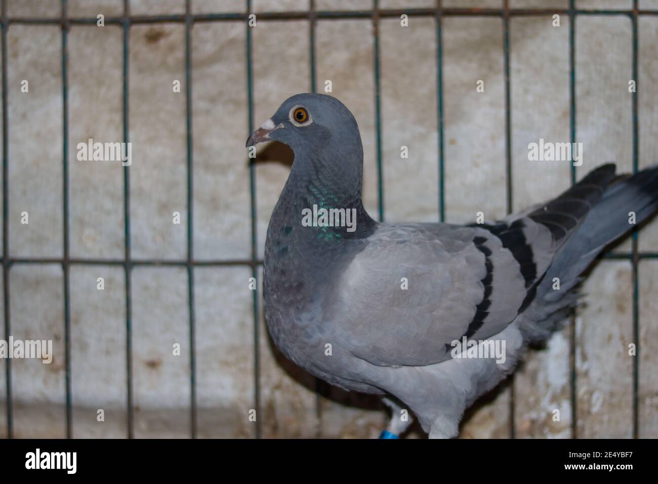 Gray color dove in a cage Stock Photo - Alamy