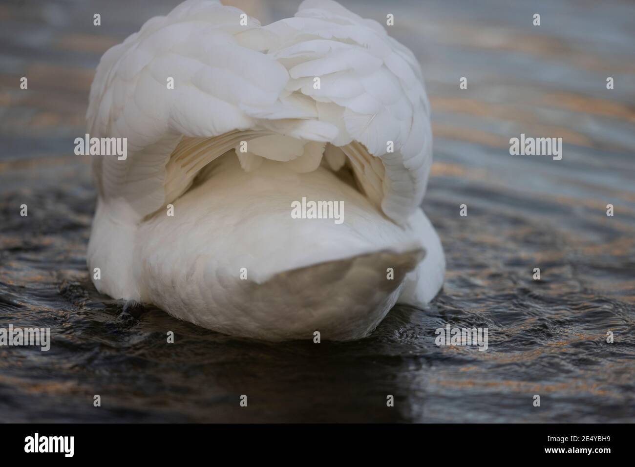 Swans on water Stock Photo - Alamy