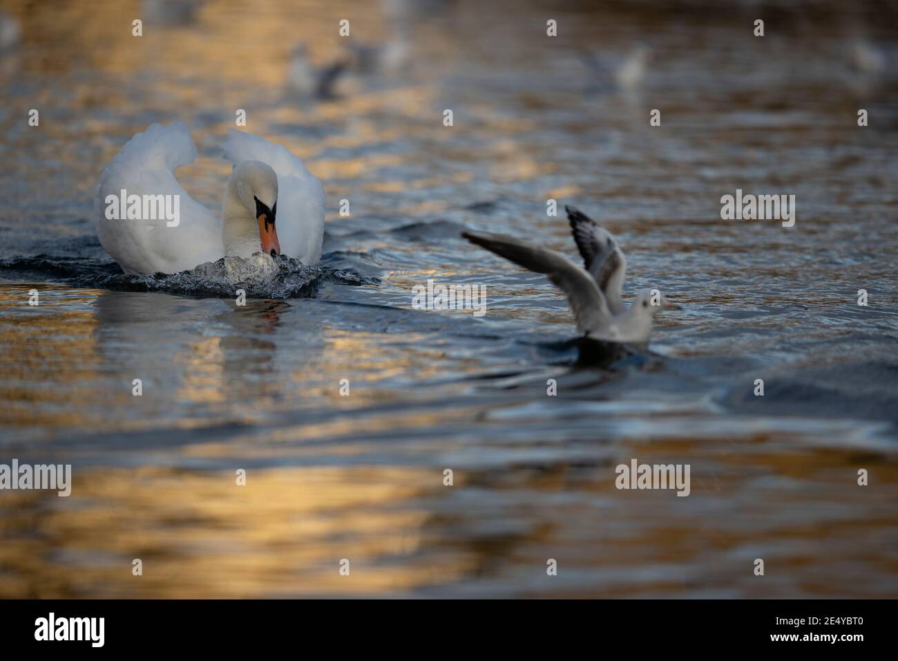 Swans on water Stock Photo - Alamy