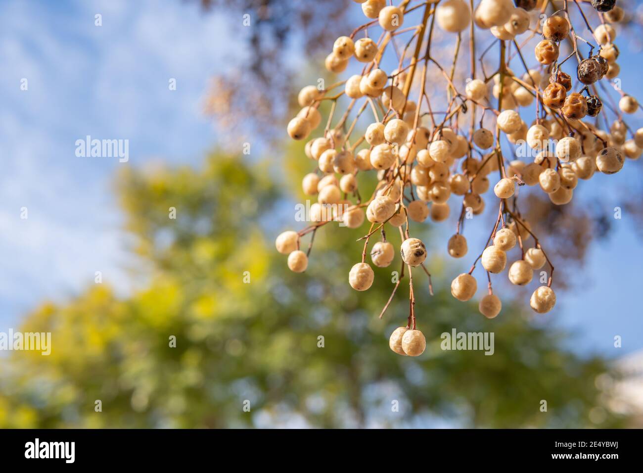 Close-up of the branch with fruits of the Melia tree (Melia azedarach ...