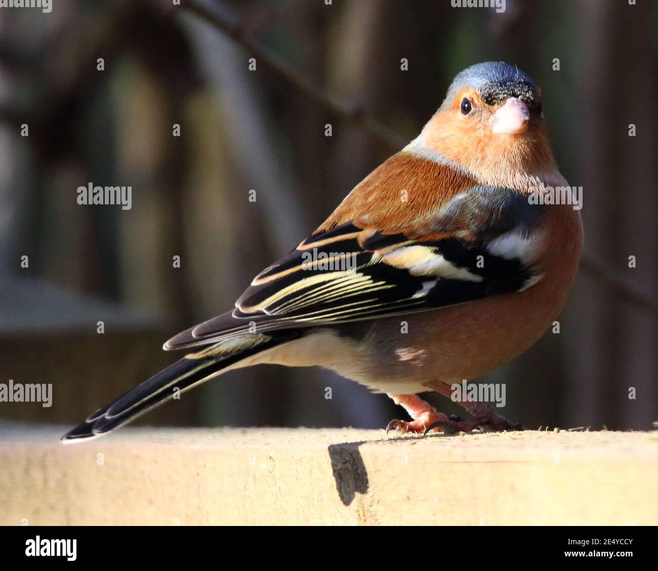 Common chaffinch male hi-res stock photography and images - Alamy