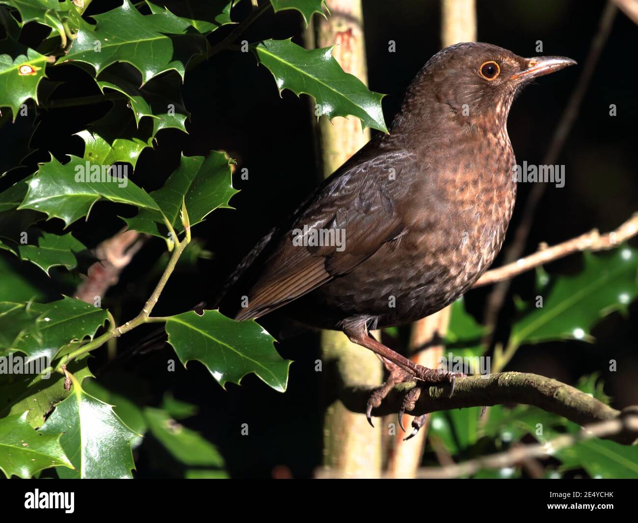 Female Common Blackbird (Turdus merula Stock Photo - Alamy
