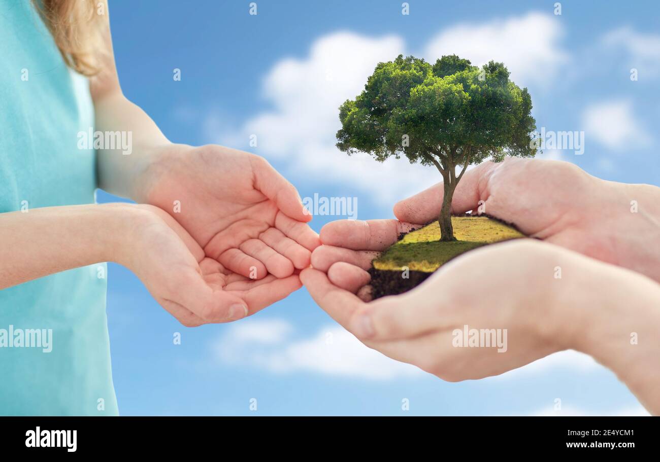 close up of father's and girl's hands holding tree Stock Photo - Alamy