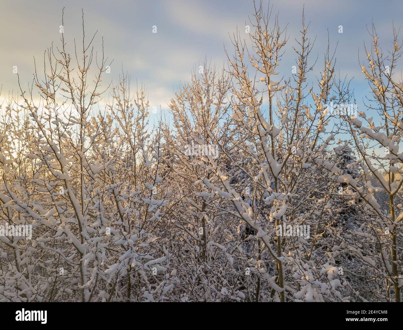 Branches of deciduous trees covered with a lot of snow in the sun ...
