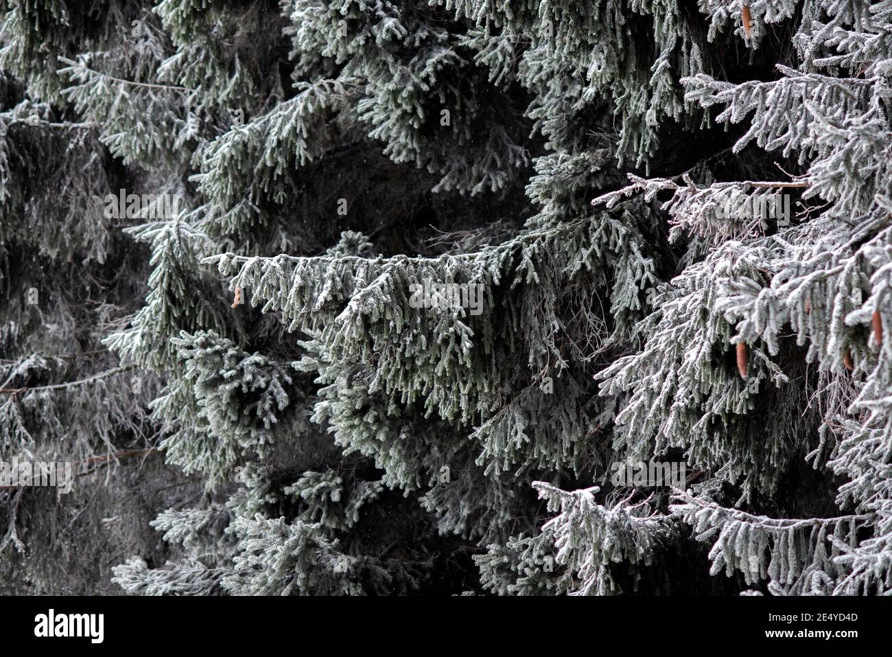 The texture of pine trees covered snow. Winter trees landscape Stock ...