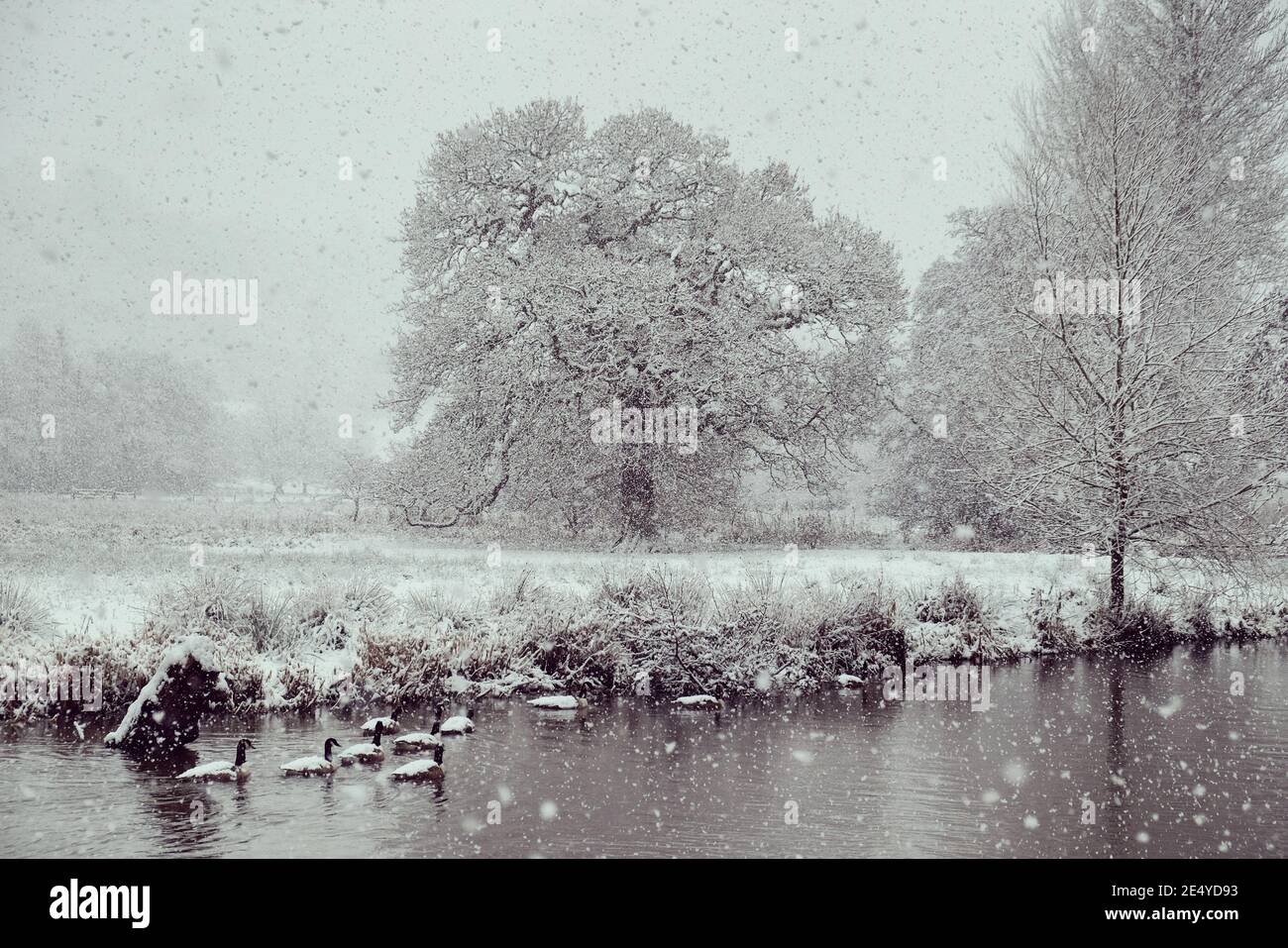 Guildford in the snow hi-res stock photography and images - Alamy