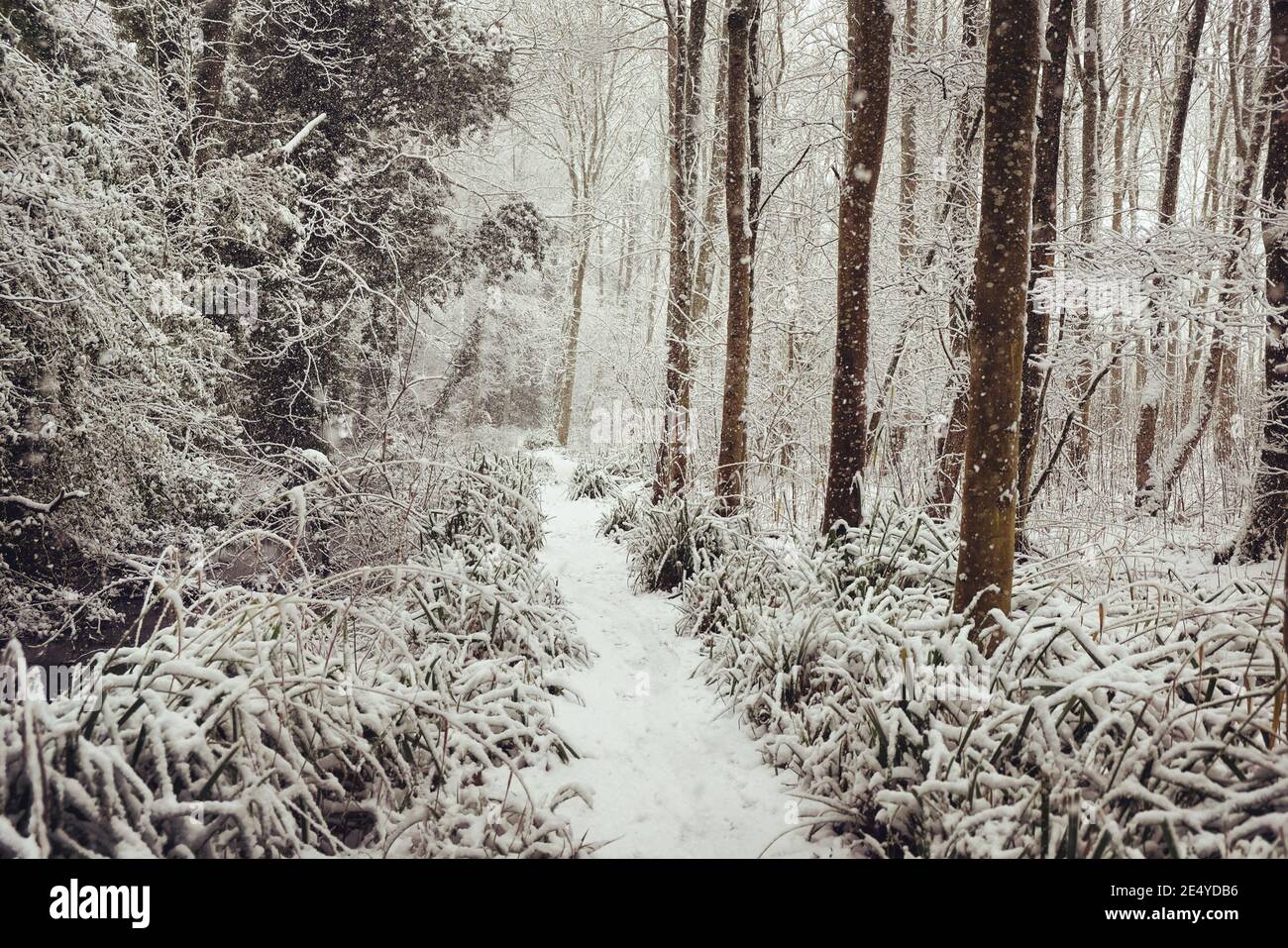 Snow falling over the River Wey in Godalming, Surrey, UK Stock Photo ...