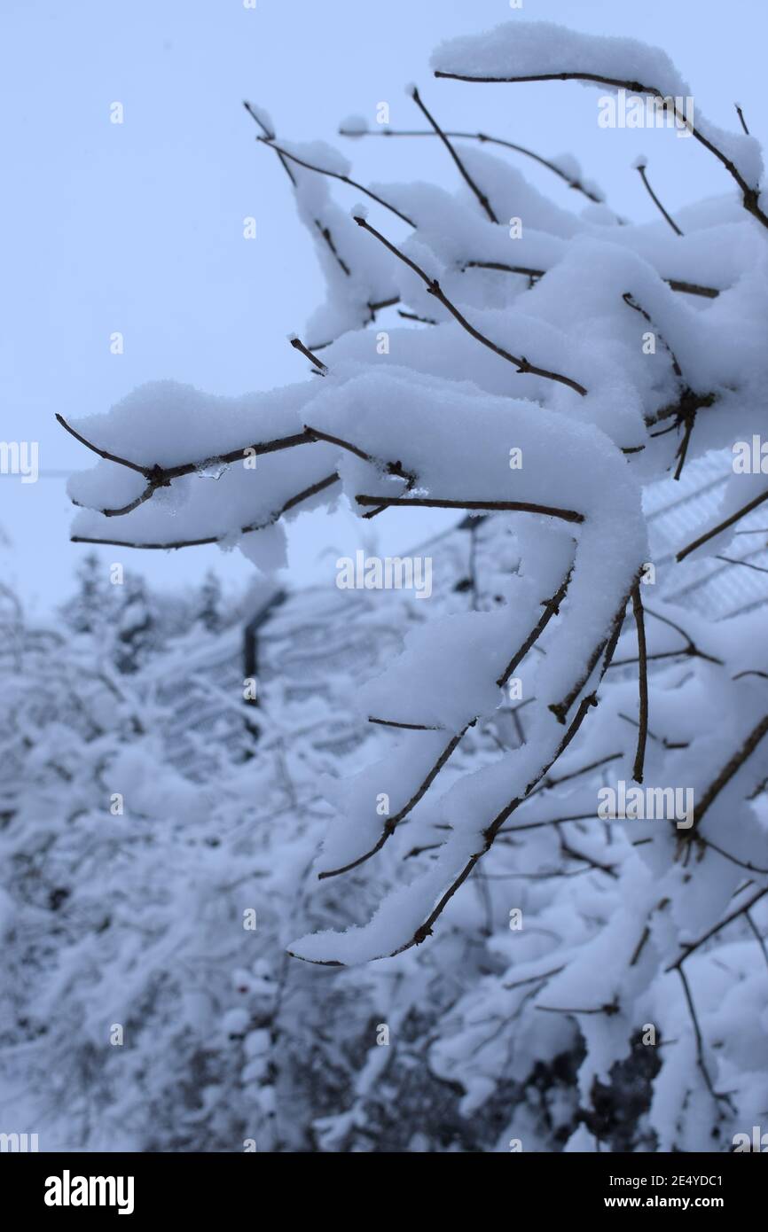 icy winter trees Stock Photo - Alamy