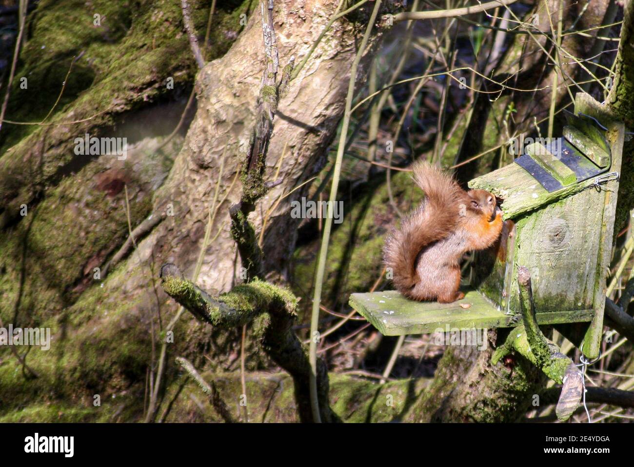 Red Squirrel raiding nut box Stock Photo - Alamy