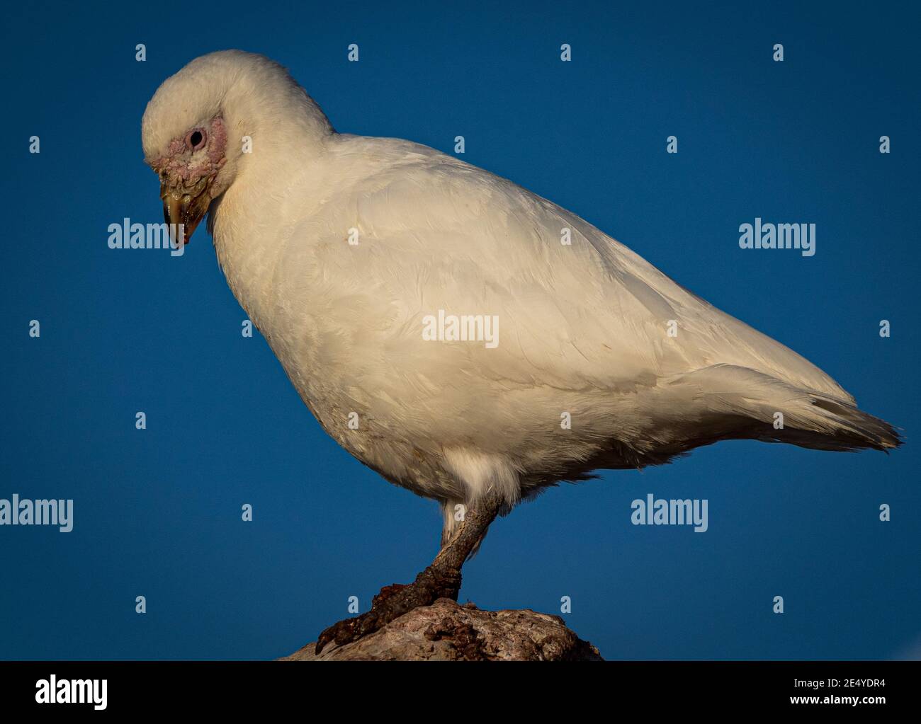 Feather sheath hi-res stock photography and images - Alamy
