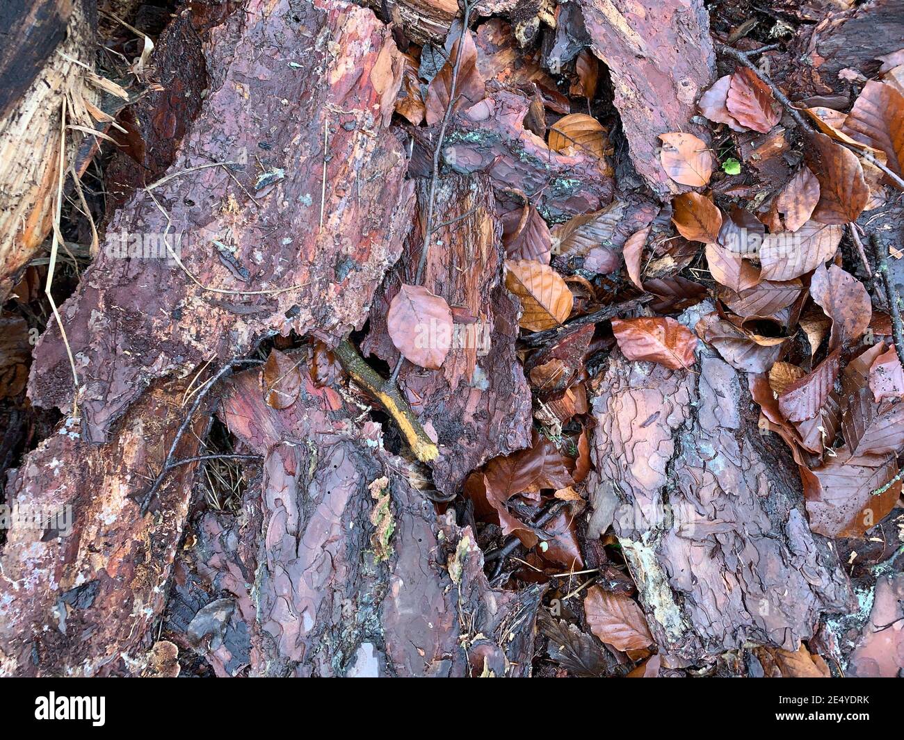 Background wood bark tree bark outdoor Stock Photo - Alamy