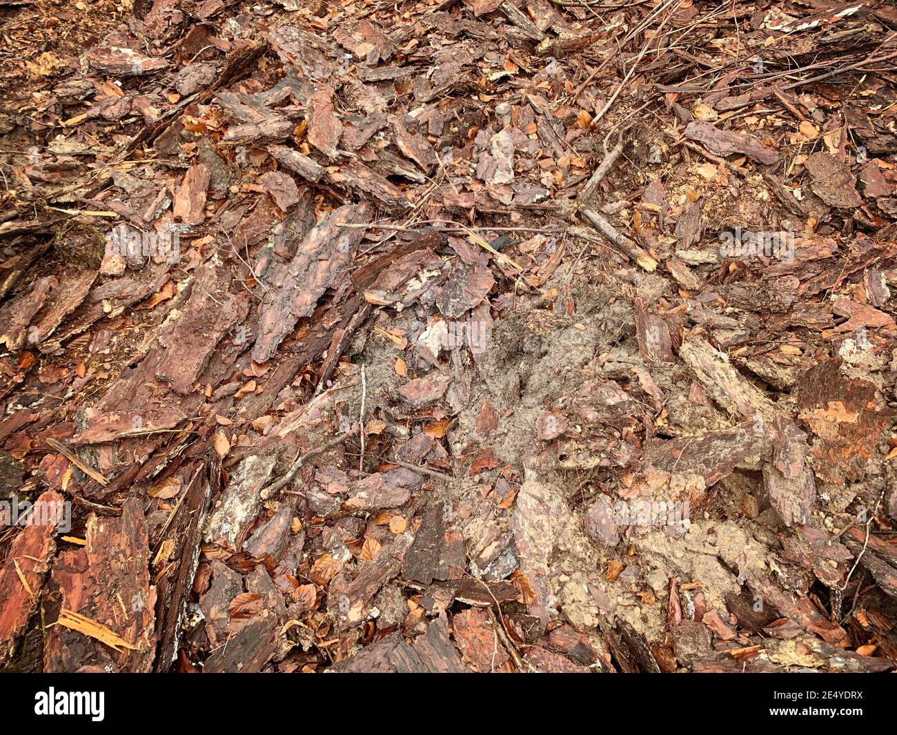 Background wood bark tree bark outdoor Stock Photo - Alamy