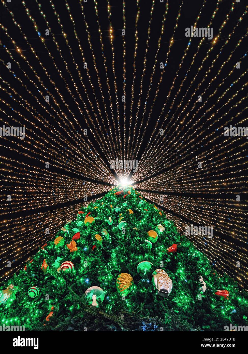 Main ukrainian christmas tree in hi-res stock photography and images ...