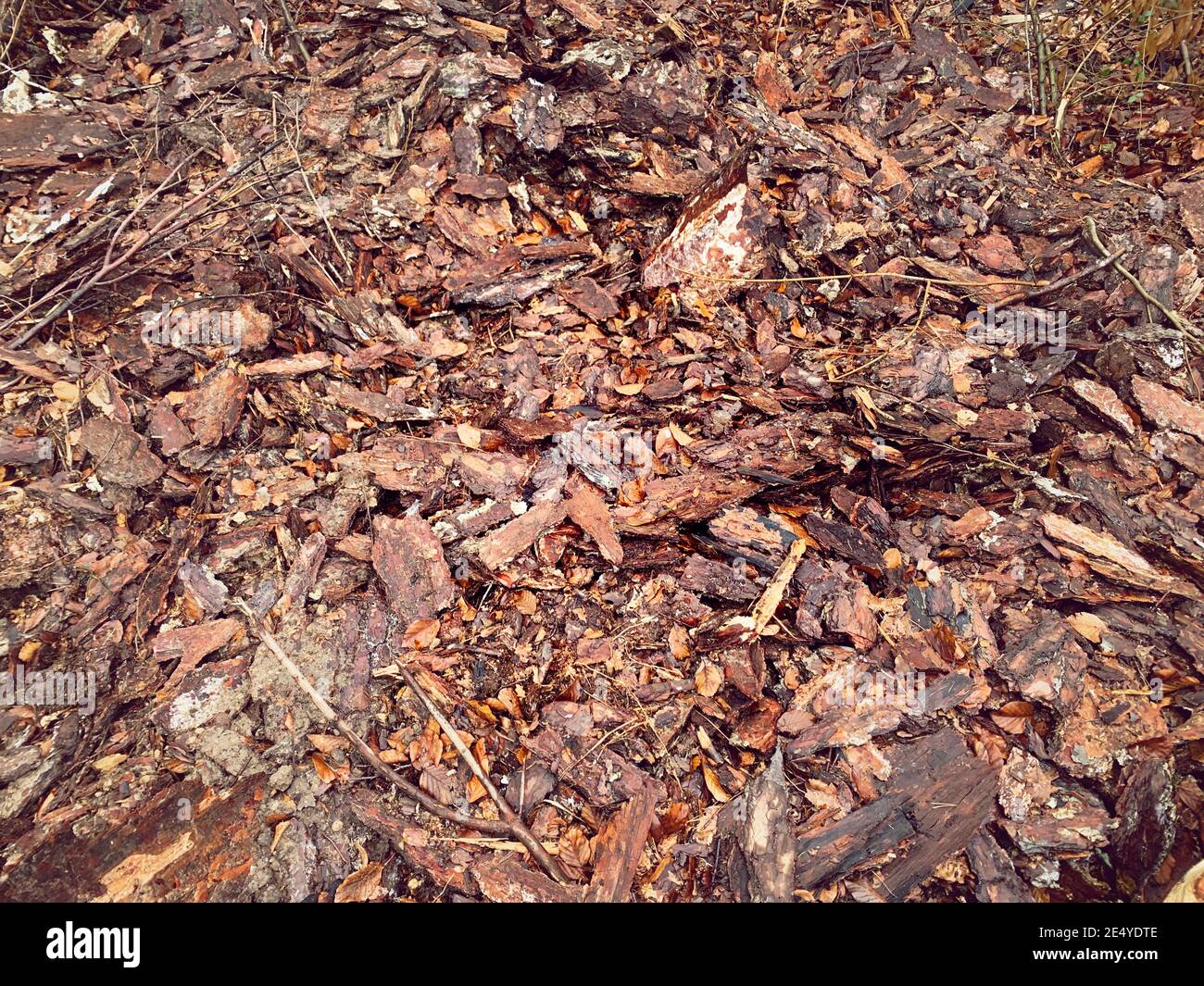 Background wood bark tree bark outdoor Stock Photo - Alamy