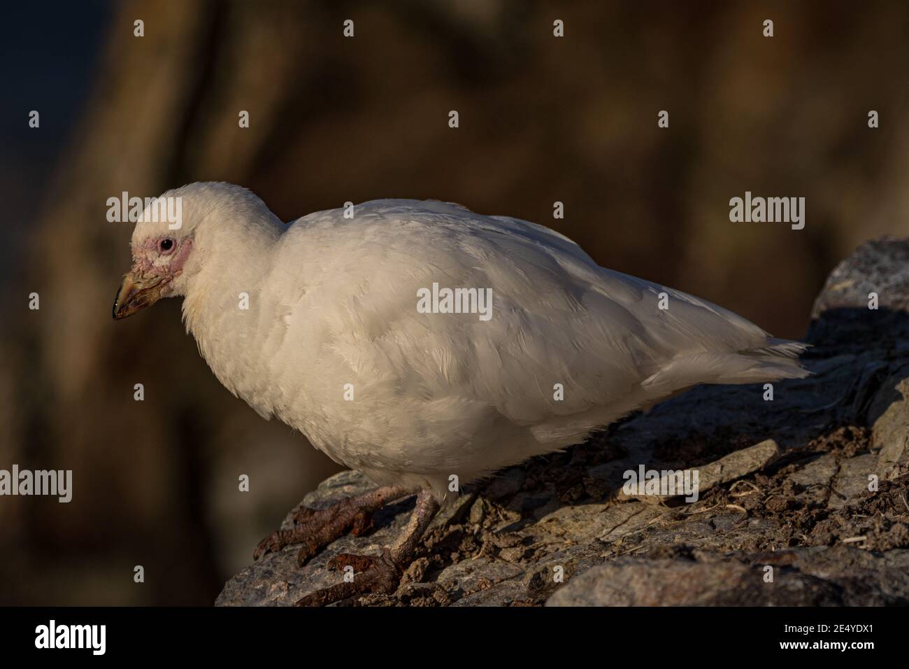 Feather sheath hi-res stock photography and images - Alamy