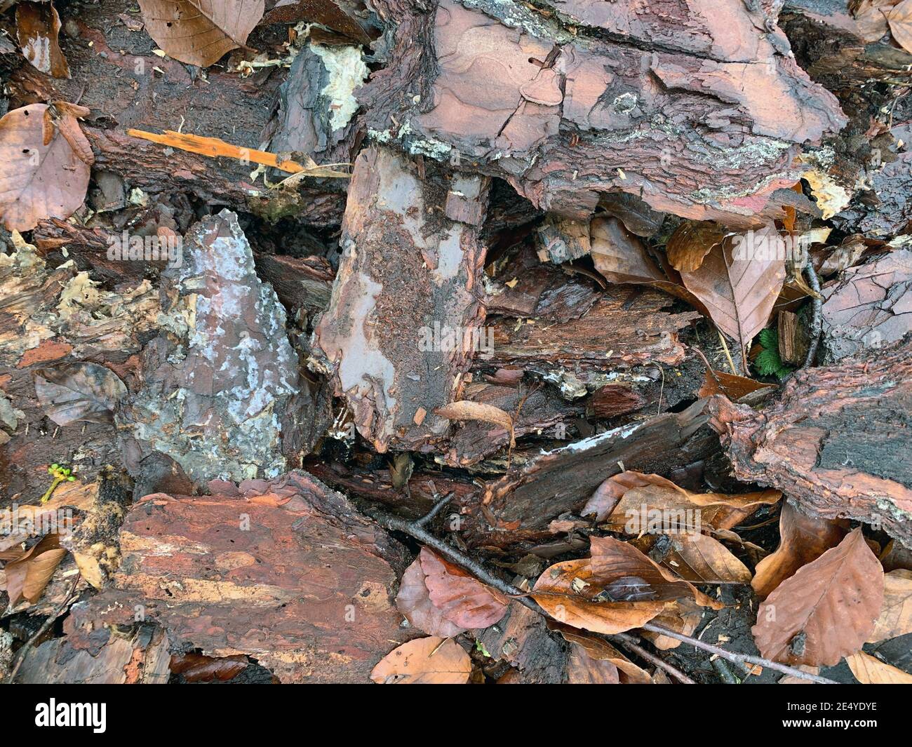 Background wood bark tree bark outdoor Stock Photo - Alamy