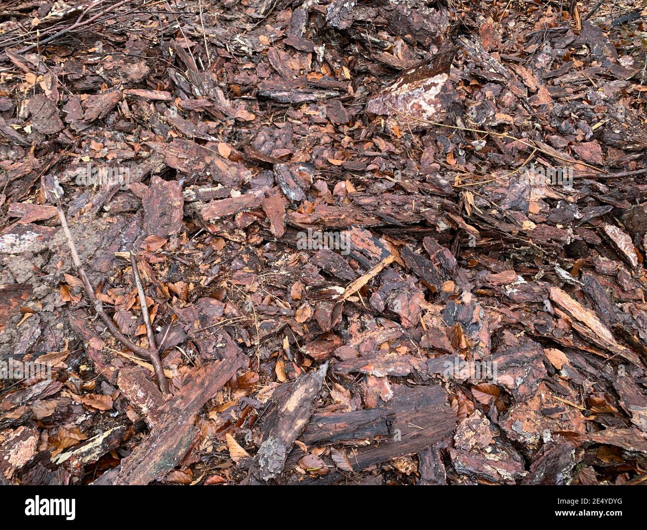 Background wood bark tree bark outdoor Stock Photo - Alamy