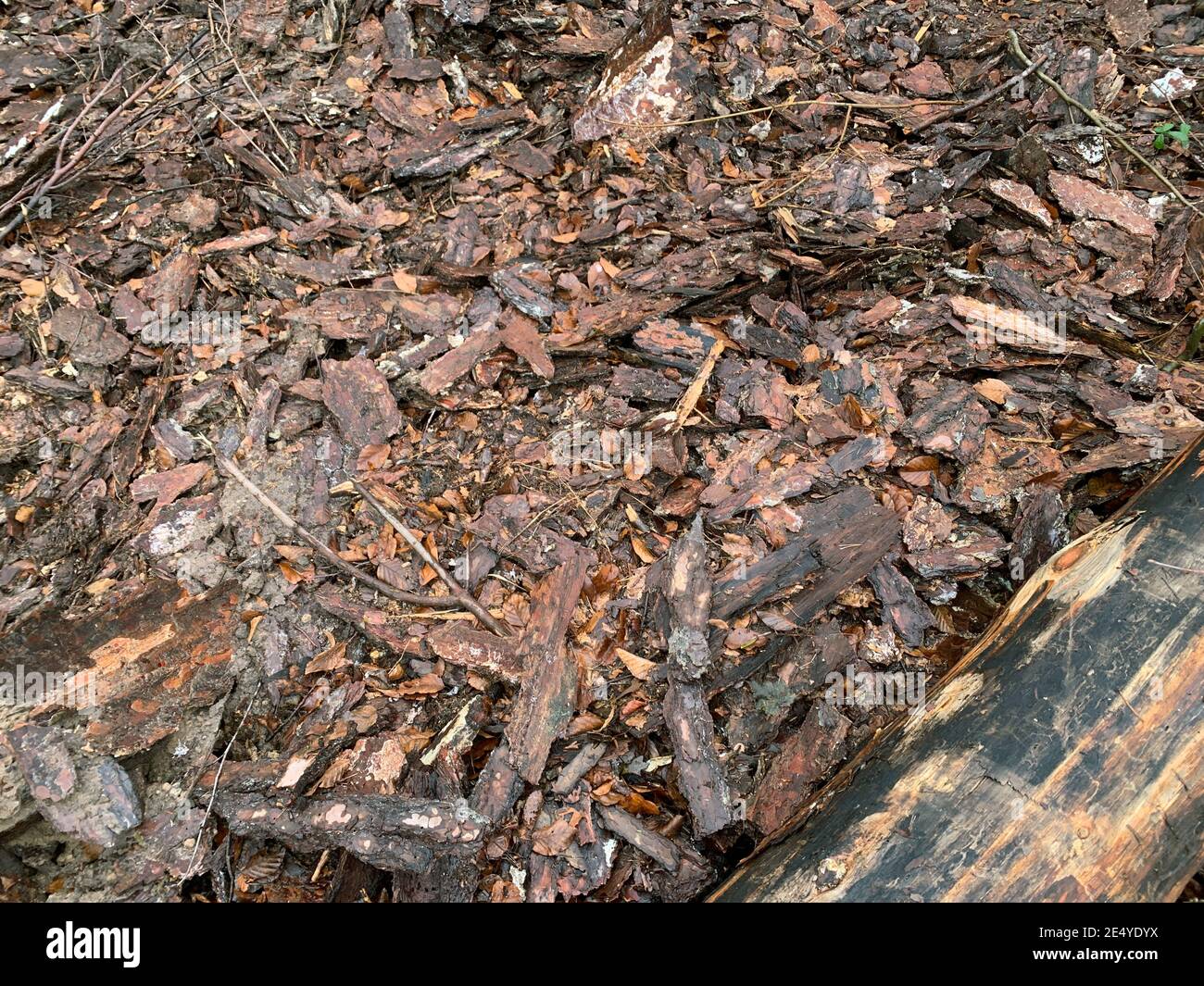 Background wood bark tree bark outdoor Stock Photo - Alamy