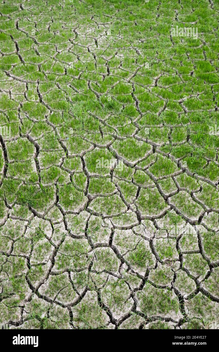 Closeup of dry soil with grass. Cracked ground background Stock Photo ...
