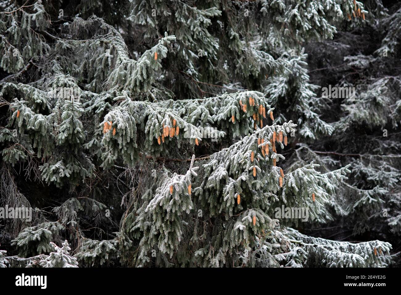 Snow Pine Tree Texture