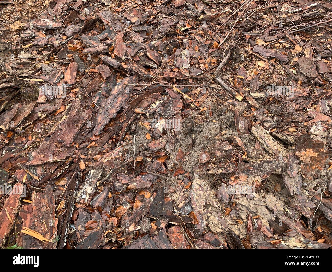 Background wood bark tree bark outdoor Stock Photo - Alamy