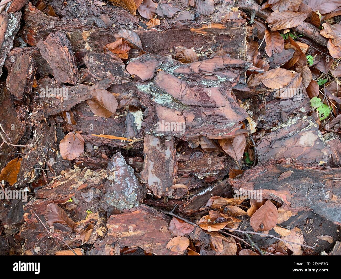 Background wood bark tree bark outdoor Stock Photo - Alamy