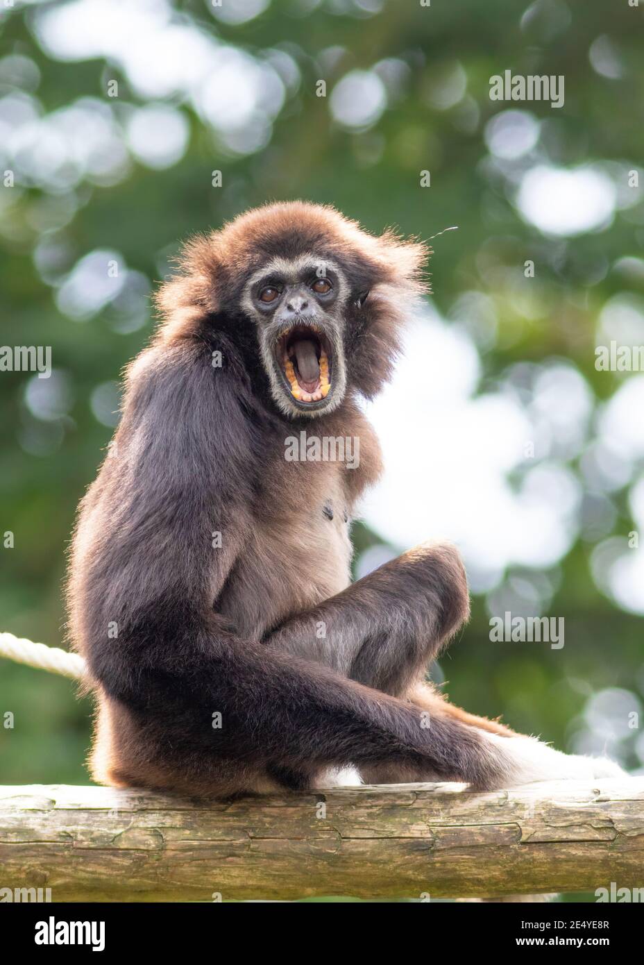 Lar gibbon white handed gibbon ape monkey portrait close up Stock Photo ...