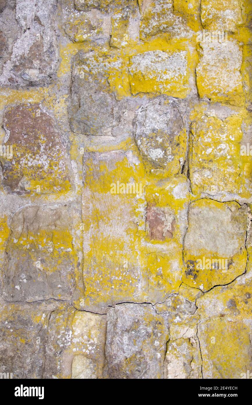 Bright yellow lichen of the type Chrysothrix chlorina on a stone wall ...