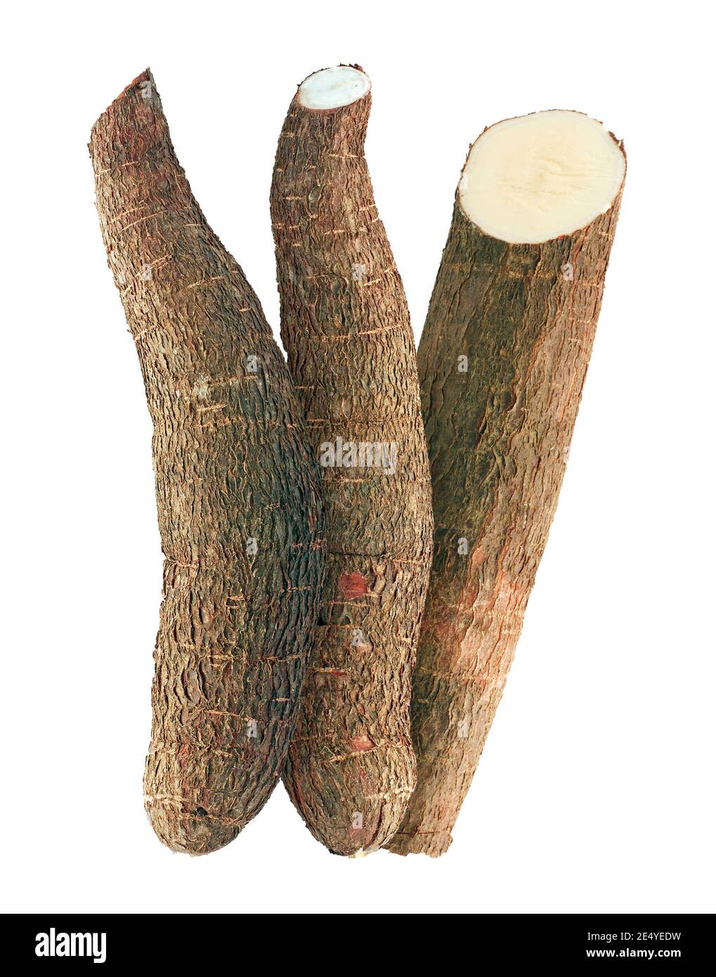 cassava isolated on white background Stock Photo - Alamy