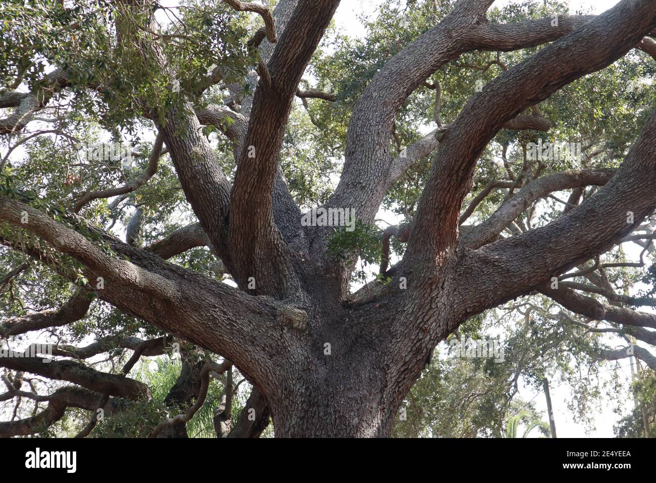 Old tree branches hi-res stock photography and images - Alamy