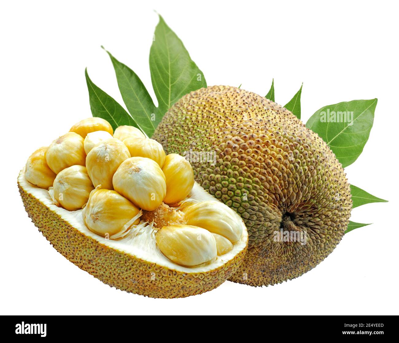 Jackfruit isolated on white background Stock Photo - Alamy