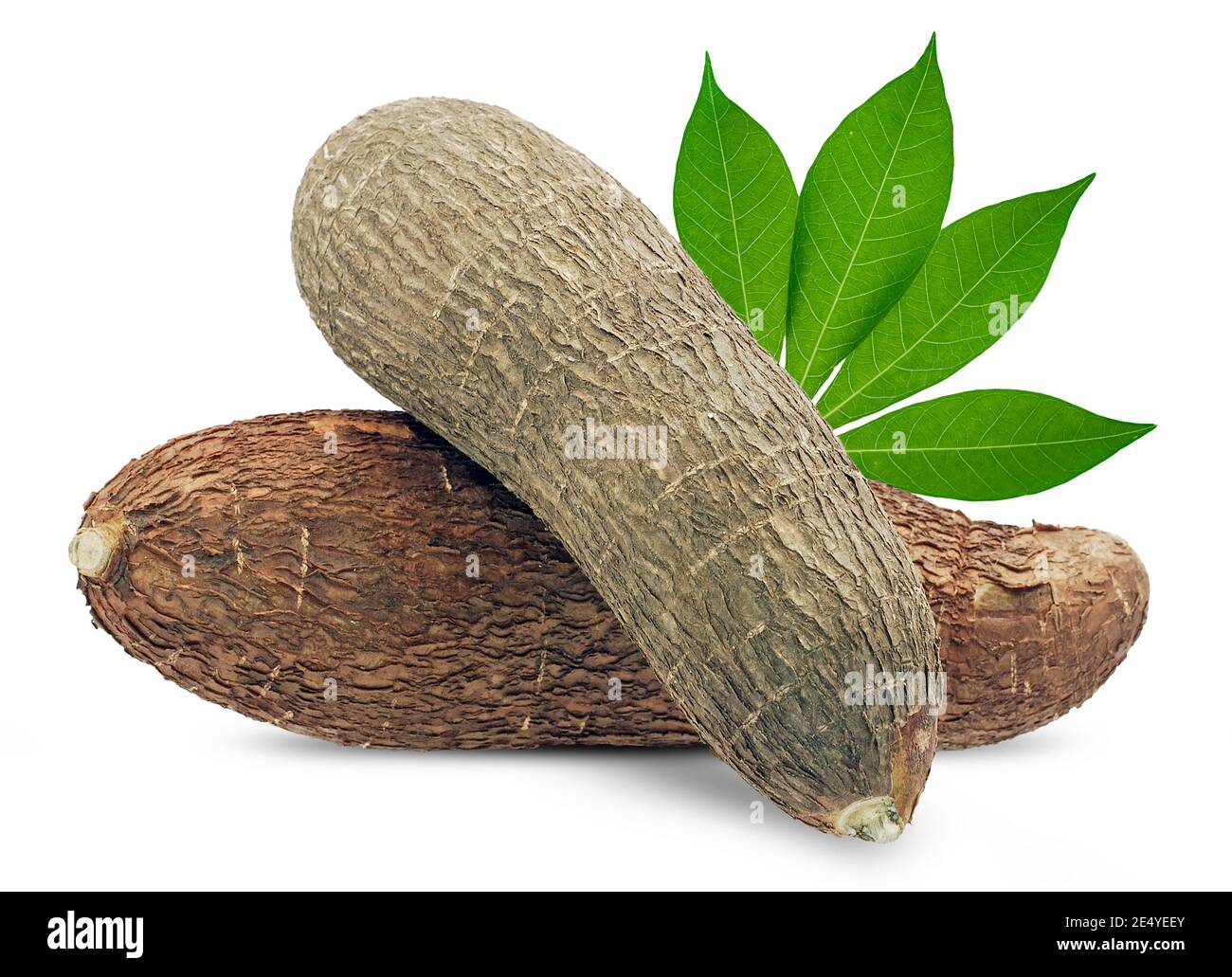 cassava isolated on white background Stock Photo - Alamy