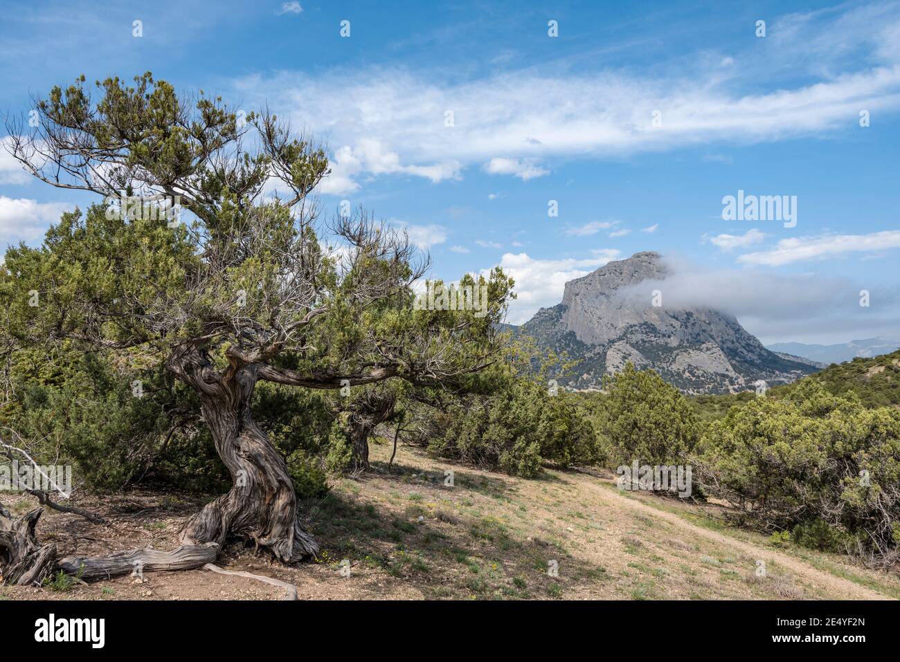 The Crimean Juniper tree with a twisted curved trunk on the background ...