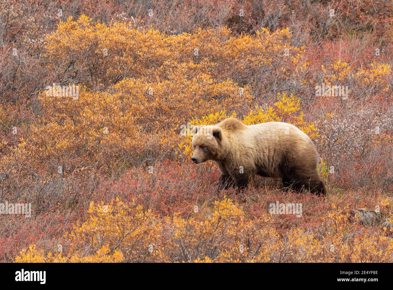 Grizzly Bear in Denali National Park Alaska in Autumn Stock Photo - Alamy