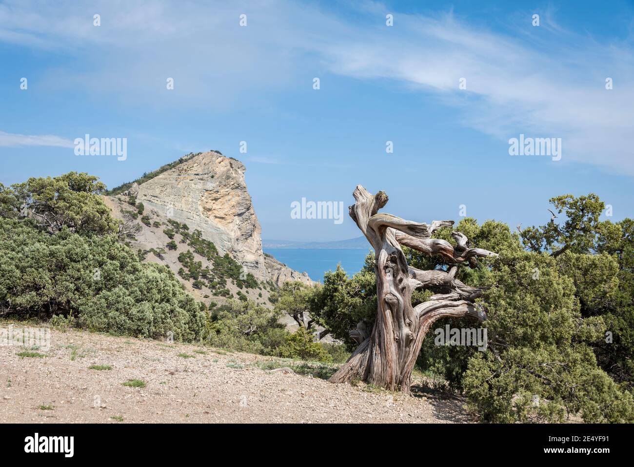 The Crimean Juniper tree with a twisted curved trunk on the background ...