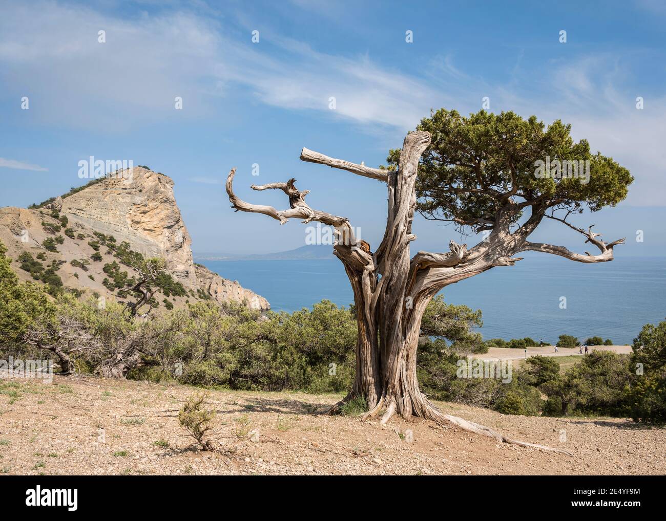 The Crimean Juniper tree with a twisted curved trunk on the background ...