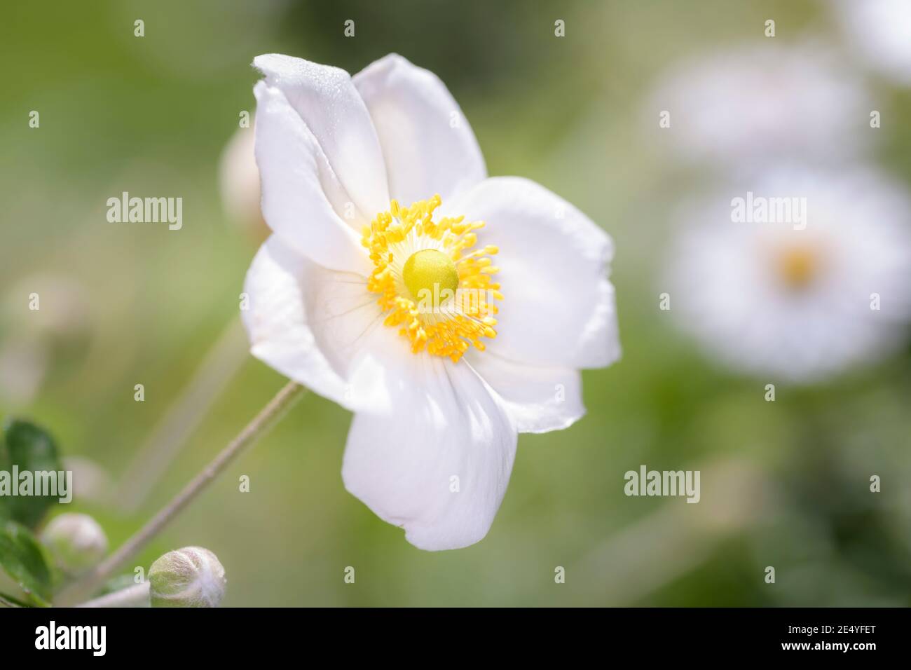 Japanese buttercup hi-res stock photography and images - Alamy