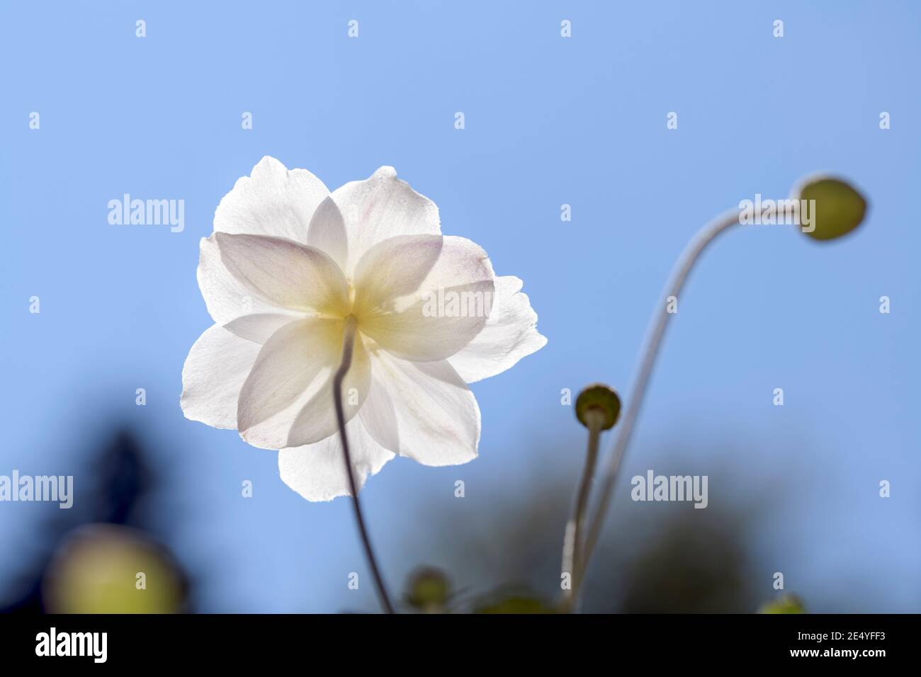 The Japanese autumn anemone is a species of the anemone genus within ...