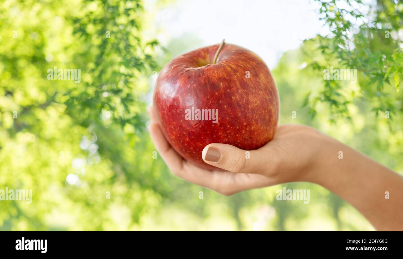 Woman holding apple close up both hands hi-res stock photography and ...
