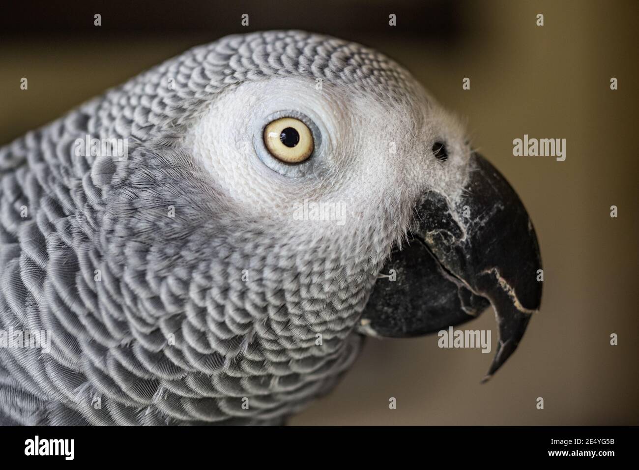 Close up side profile of African Grey Parrot Stock Photo - Alamy