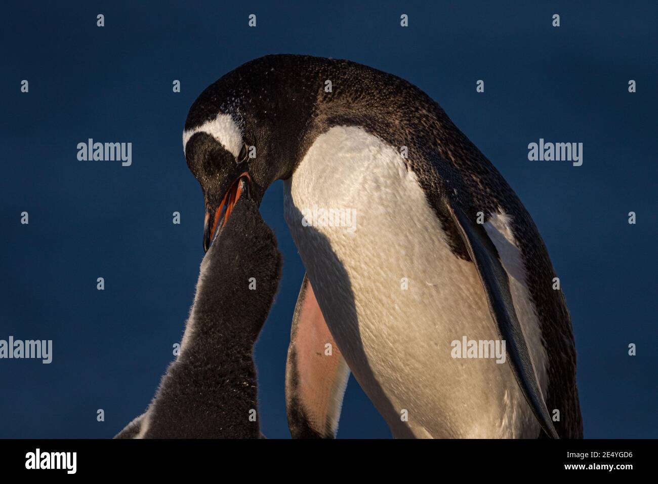 Baby penguin mother hi-res stock photography and images - Alamy