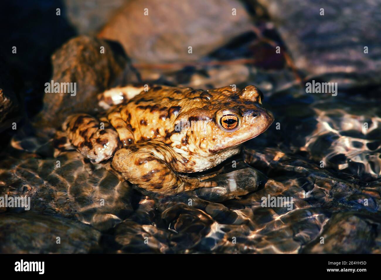 Frog in rocks hi-res stock photography and images - Alamy