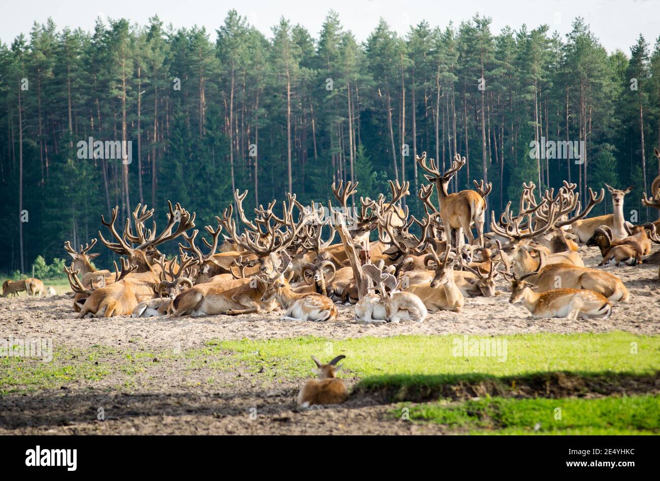 Herd deer roe in nature hi-res stock photography and images - Alamy