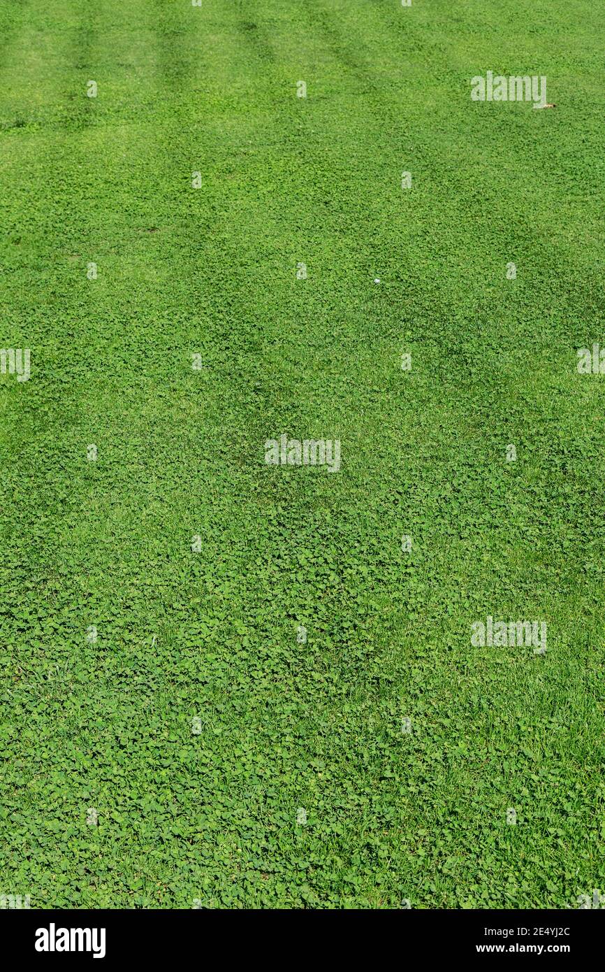 The fresh natural lbackground of awn grass Stock Photo - Alamy