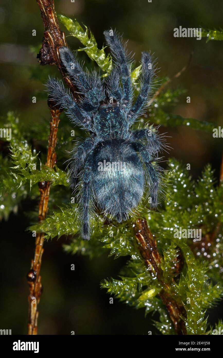 Caribena versicolor, Antilles pinktoe tarantula, Martinique red tree ...
