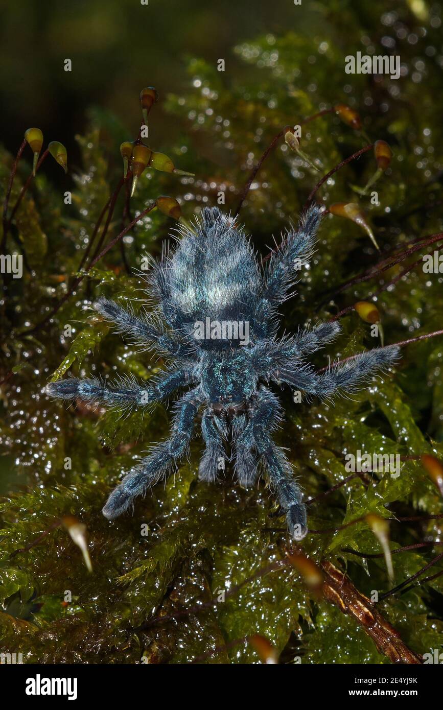 Caribena versicolor, Antilles pinktoe tarantula, Martinique red tree ...
