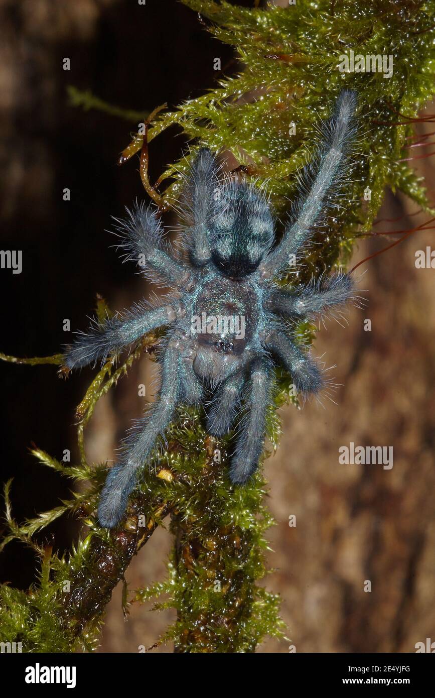 Tree Spider High Resolution Stock Photography and Images - Alamy